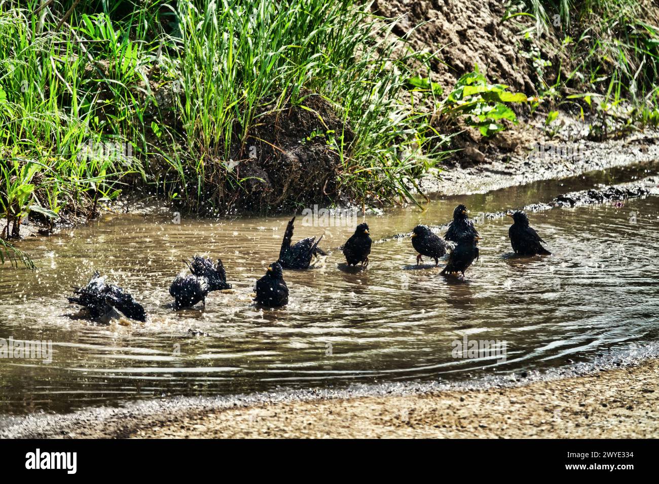 Starlings bathing in puddle hi-res stock photography and images - Alamy