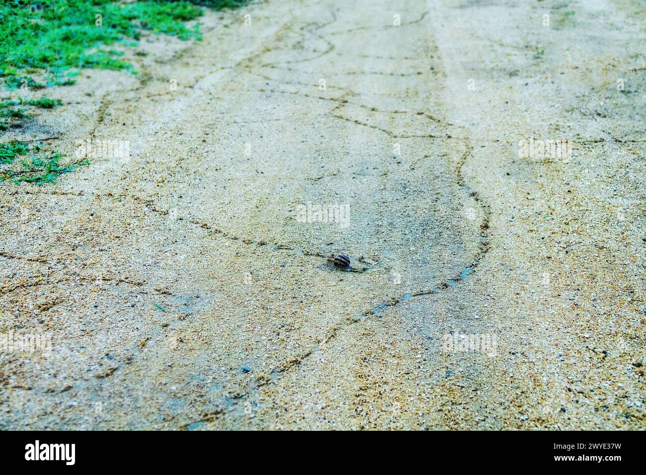 Sandy road after rain. A lot of grape snails paved slug trails in ...