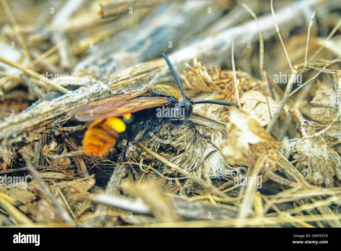 Mammoth wasp (Megascolia maculata, female, largest Hymenoptera) moves ...