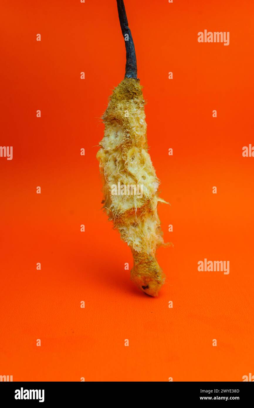 The stem where the cempedak fruit or Artocarpus Integer is attached has ...