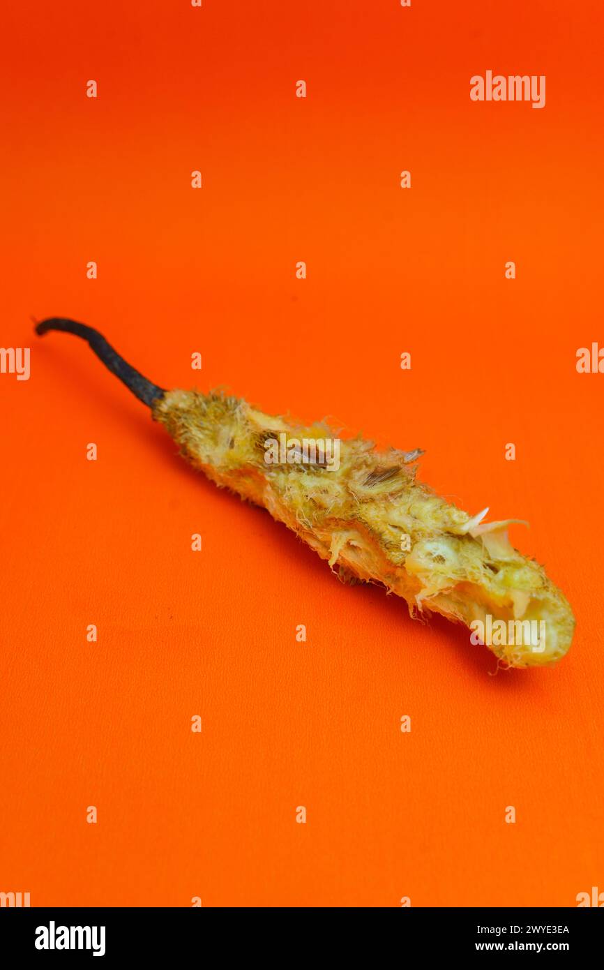 The stem where the cempedak fruit or Artocarpus Integer is attached has ...