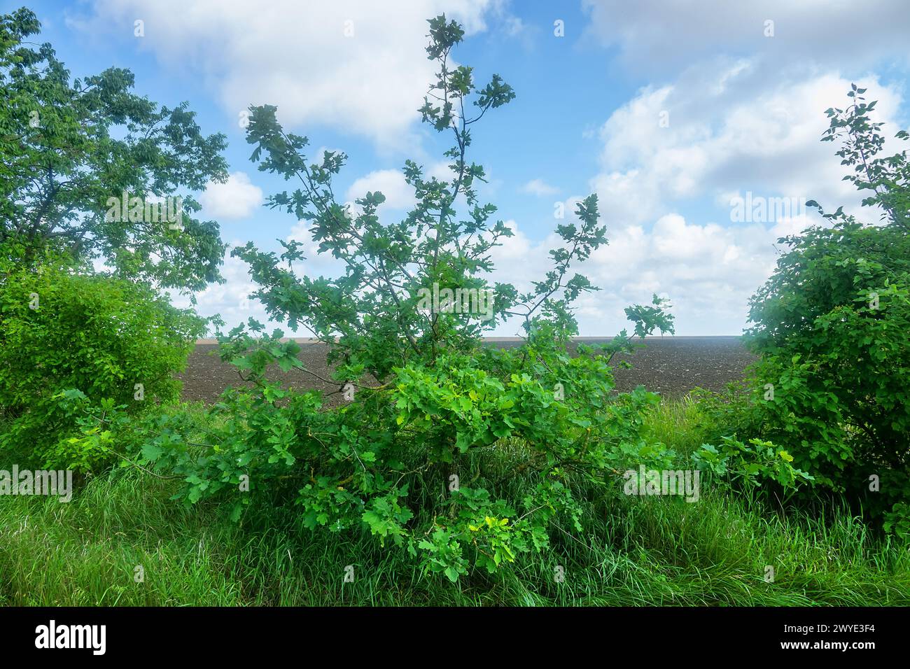 English oak (Quercus pedunculata) in the forest belt, dry steppe ...