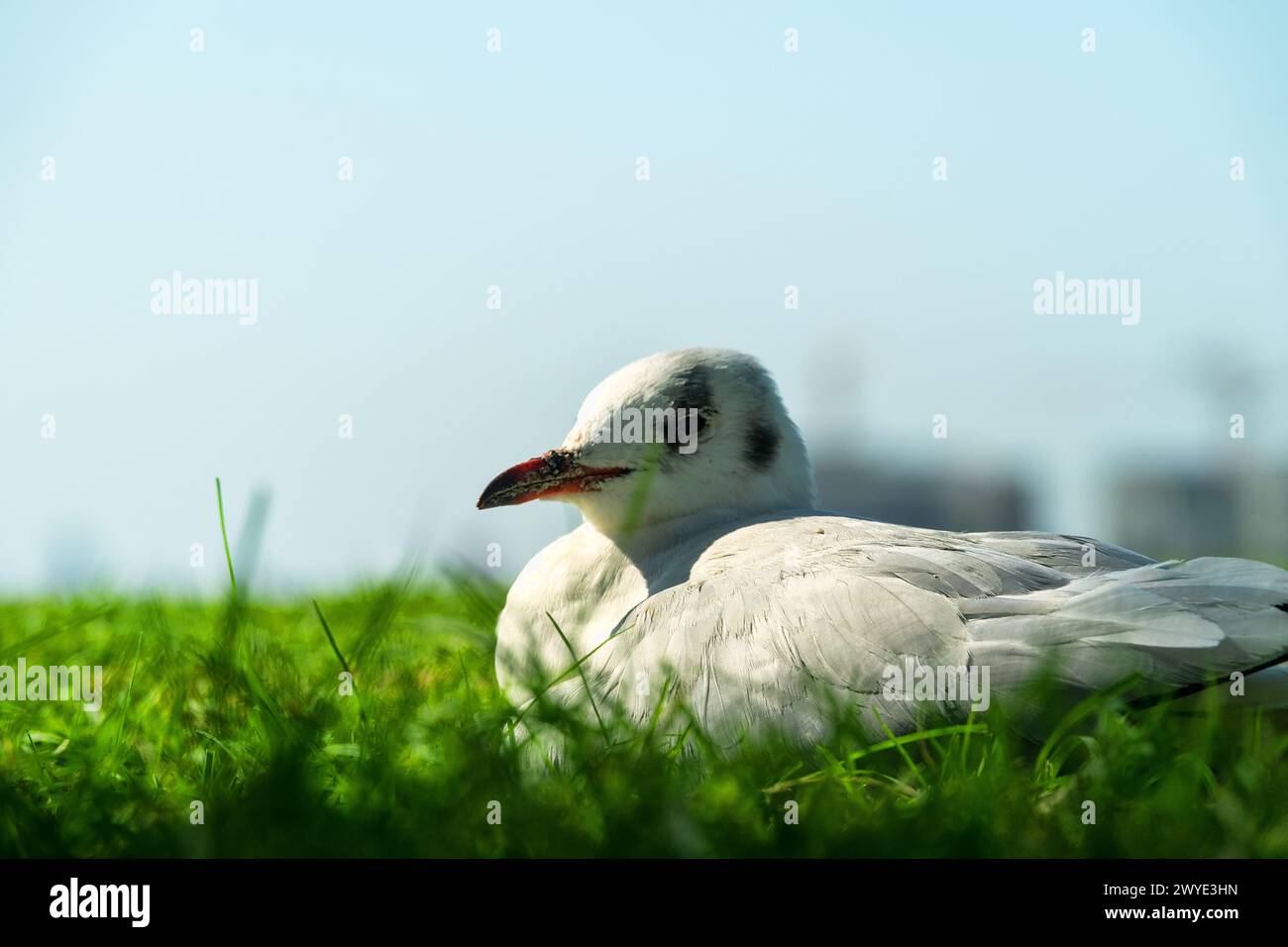 Sick seagull hi-res stock photography and images - Alamy