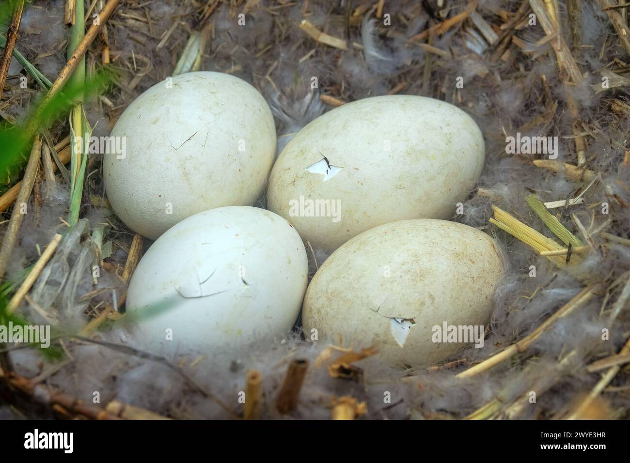 Time of birth. Greylag goose (Anser anser) eggs have hatched and in day ...