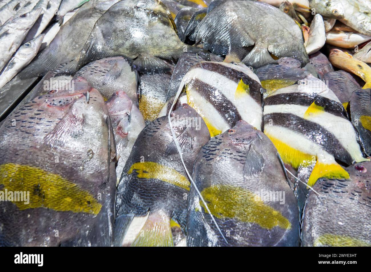 Bandar Abbas, Iran. Fish market. The fish of the Persian Gulf and the ...