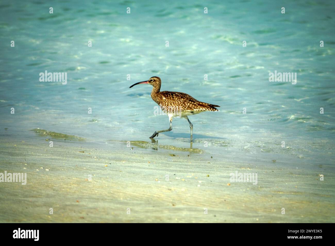 A wintering European curlew (Numenius arquata) feeds on the coast of ...