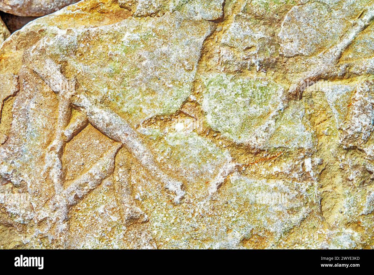 Palaeontology. Triassic argillaceous slate; bury. Fossil of habitat ...