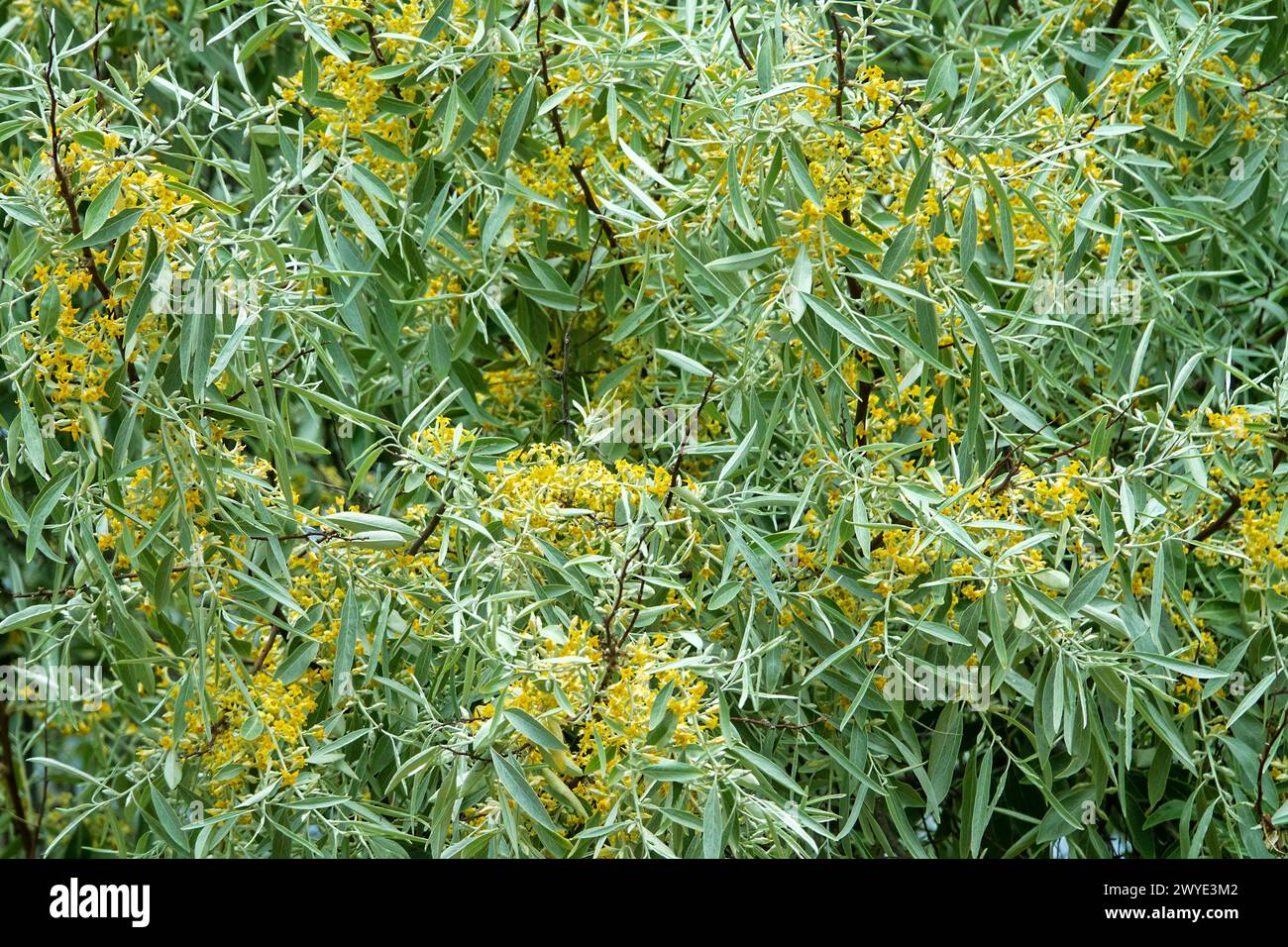 Russian olive (Elaeagnus angustifolia angustifolia) blooms in North ...