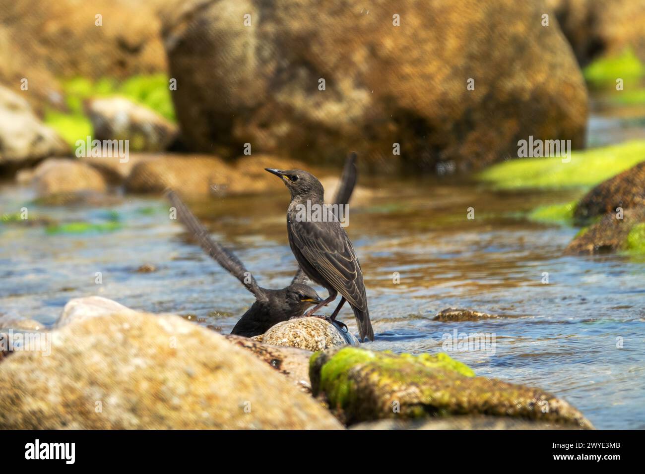 Example of acquisition by trial and error (cut and try). Young ...