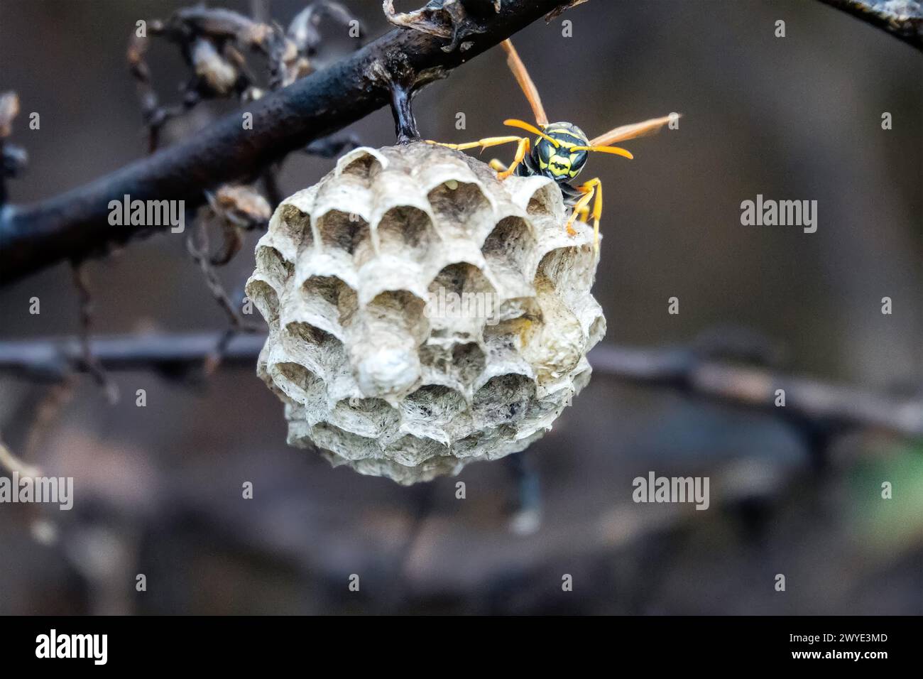 The wasp's spring nest is suspended on a branch. Paper wasp Polistes in ...