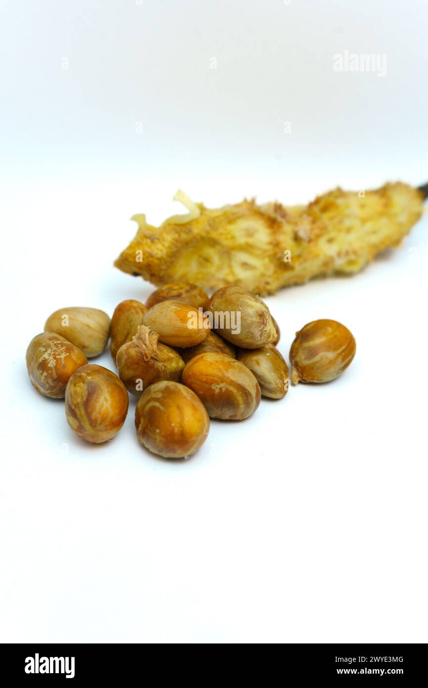 Seeds of cempedak fruit or Artocarpus Integer isolated on white ...