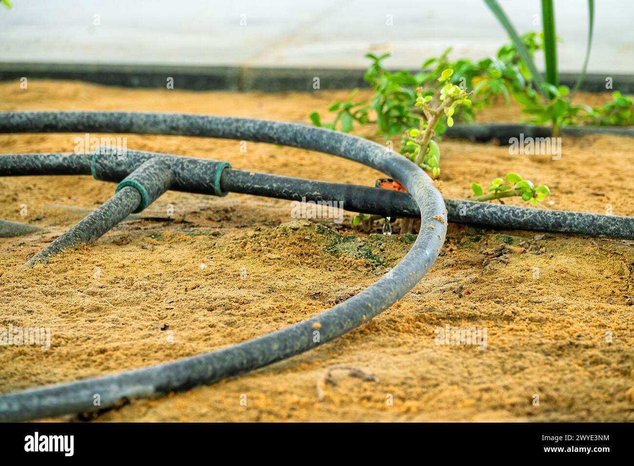 Drip irrigation water pipes (drip system) in the desert, green plants. Arabian Peninsula Stock ...