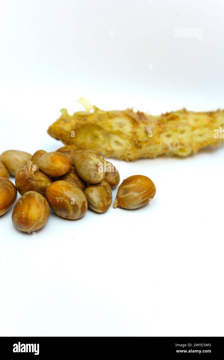 Seeds of cempedak fruit or Artocarpus Integer isolated on white ...