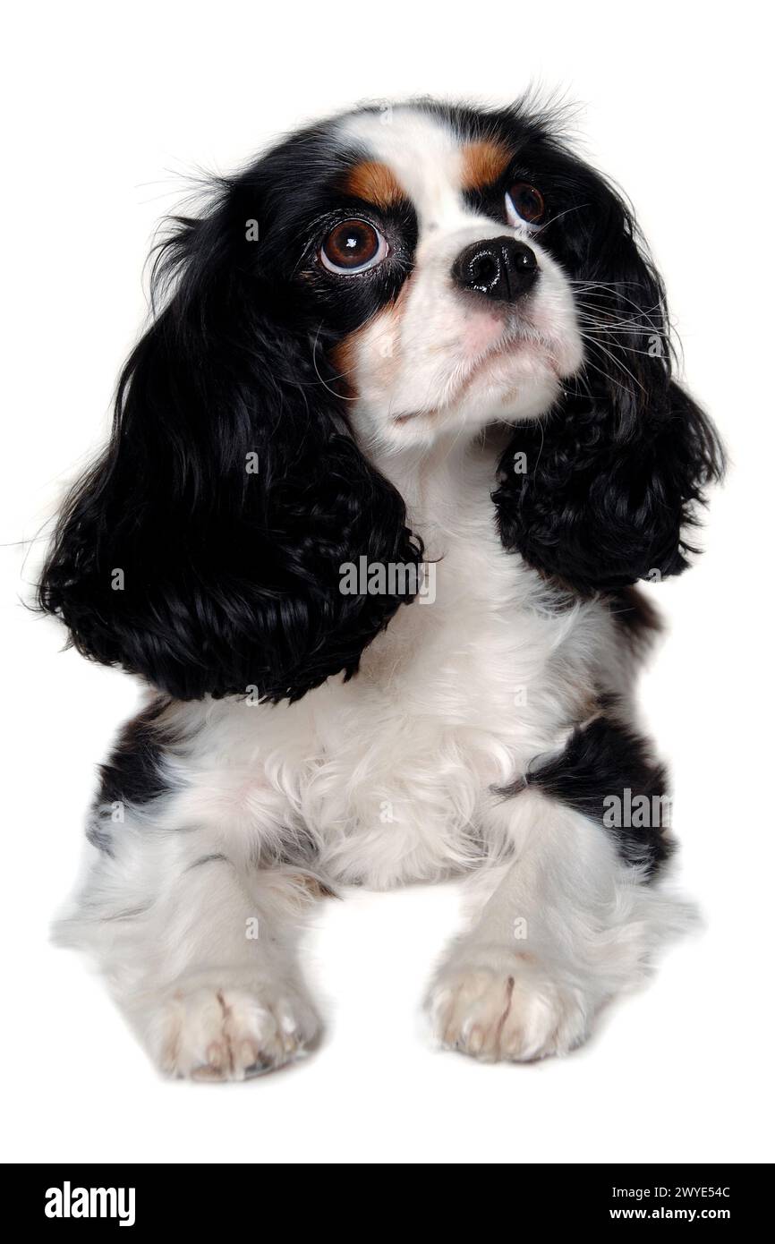 Sad Cavalier King Charles Spaniel dog resting on a white background ...