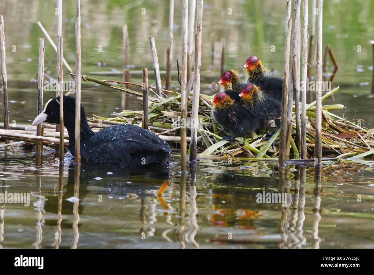 Female Coot on the water of a pond with four young chicks huddled ...