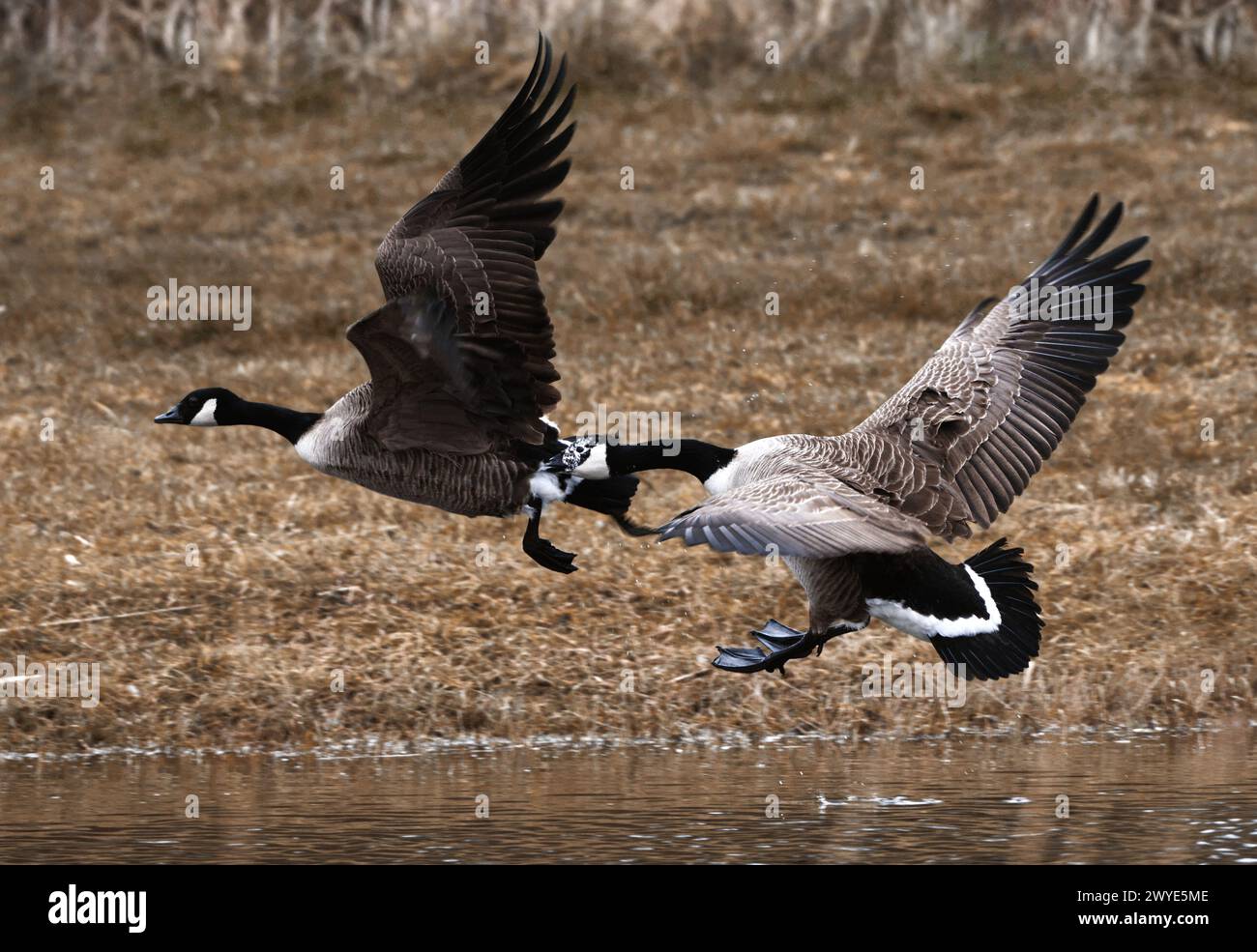 Two Canada geese in flight fighting and one goose has mouth clamped ...