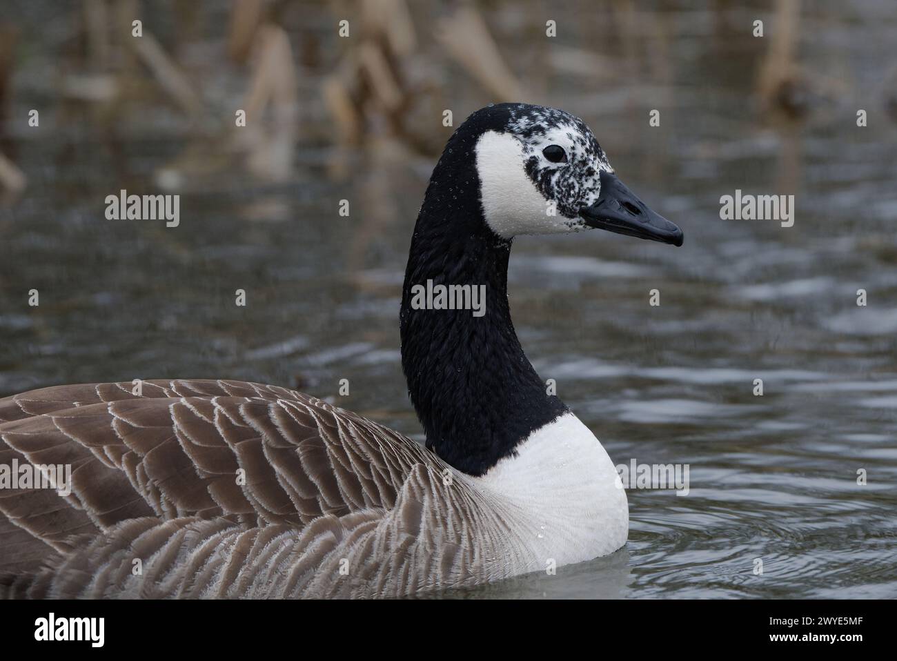 Colorings hi-res stock photography and images - Alamy