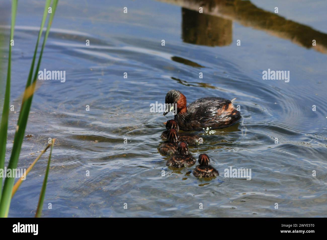Female Little Grebe on a pond with four young chicks swimming with her ...
