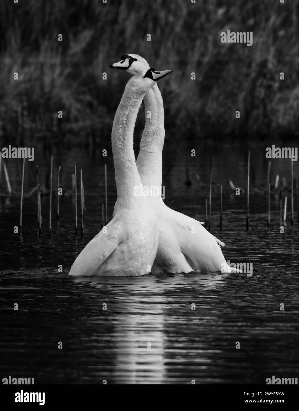 Nuzzling each other Black and White Stock Photos & Images - Alamy