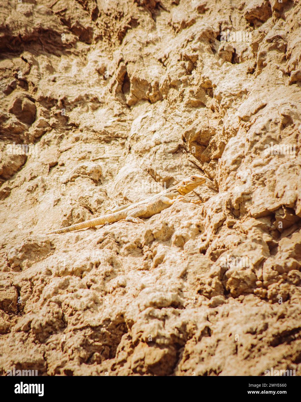 Common lizard hide blends camouflage on rocks in pantishara gorge ...