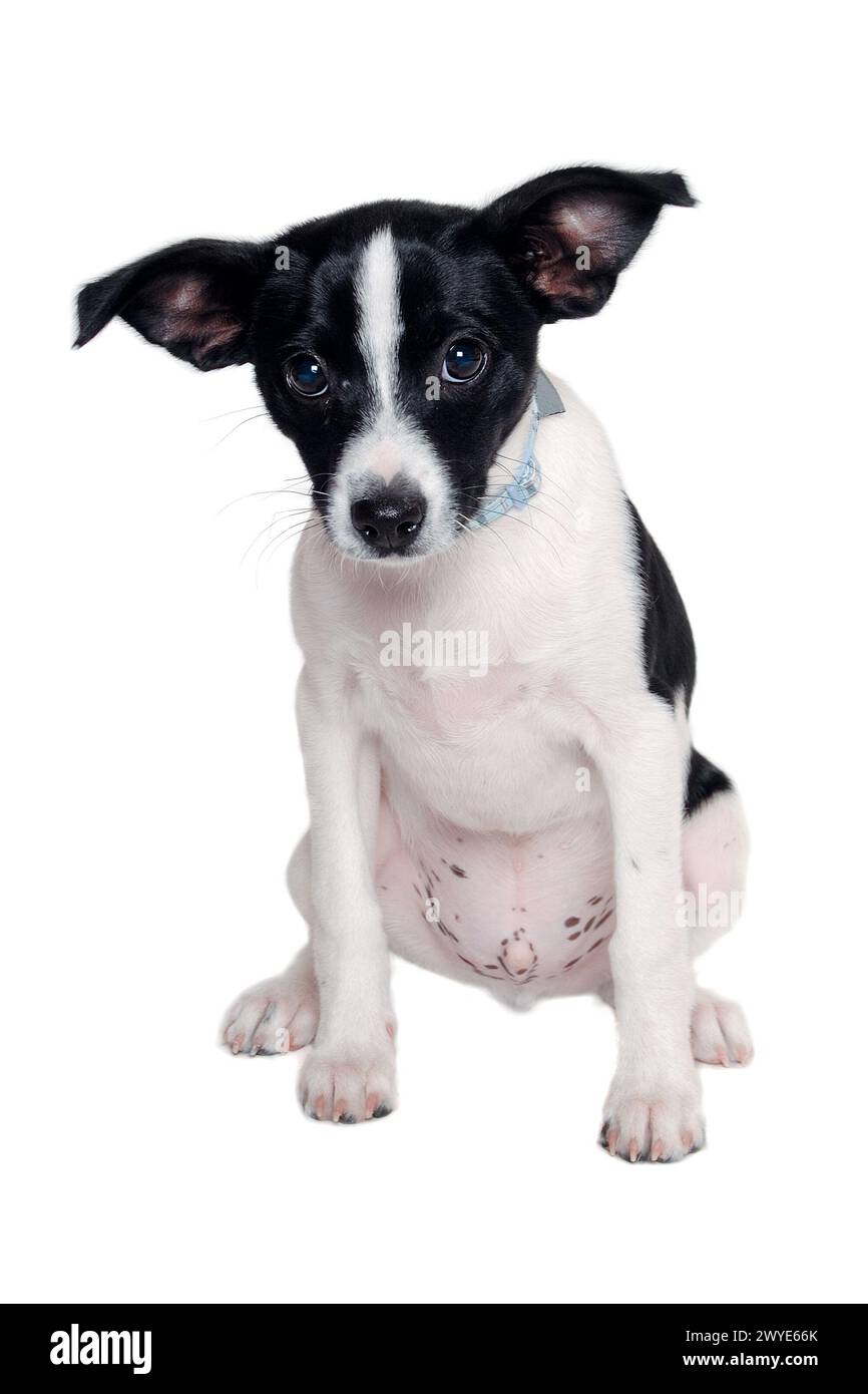 Happy Rat terrier puppy dog is sitting isolated on a white background ...
