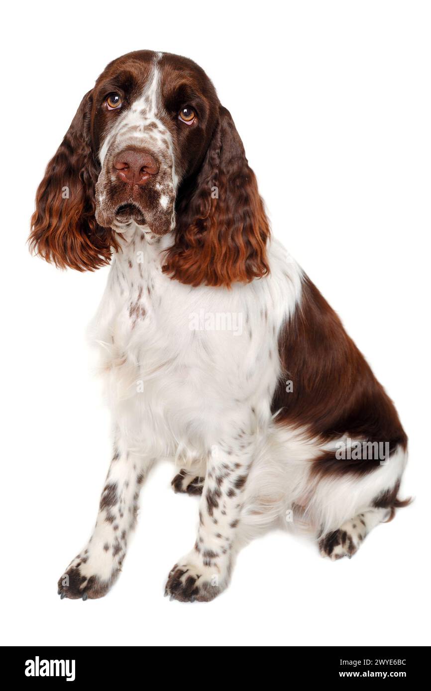 Sad English Springer Spaniel dog isolated on at clean white background ...