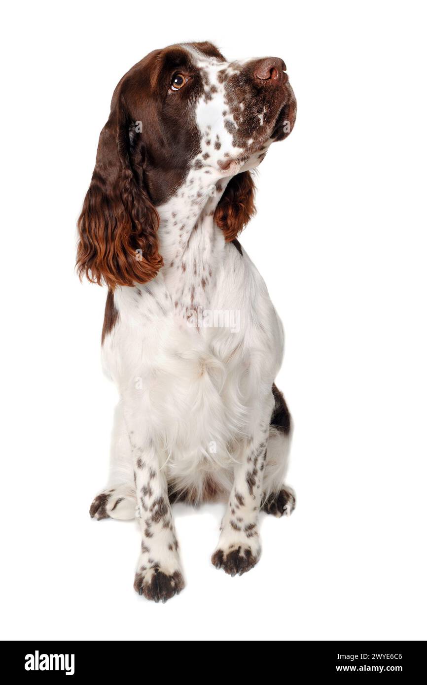Sad English Springer Spaniel dog isolated on at clean white background ...