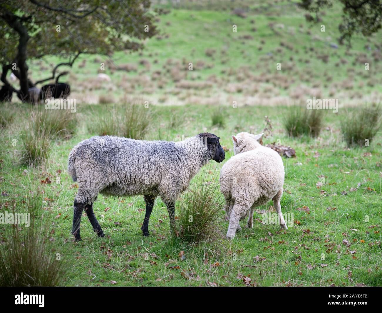 Black sheep Gotland Pelt and white sheep Texel-Perendale at Cornwall ...