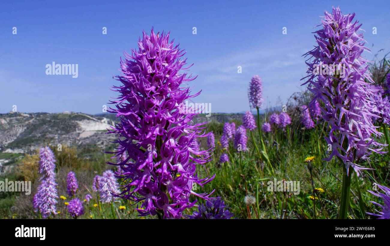 Flowers of the Italian orchid (Orchis italica) on a hillside in Cyprus ...