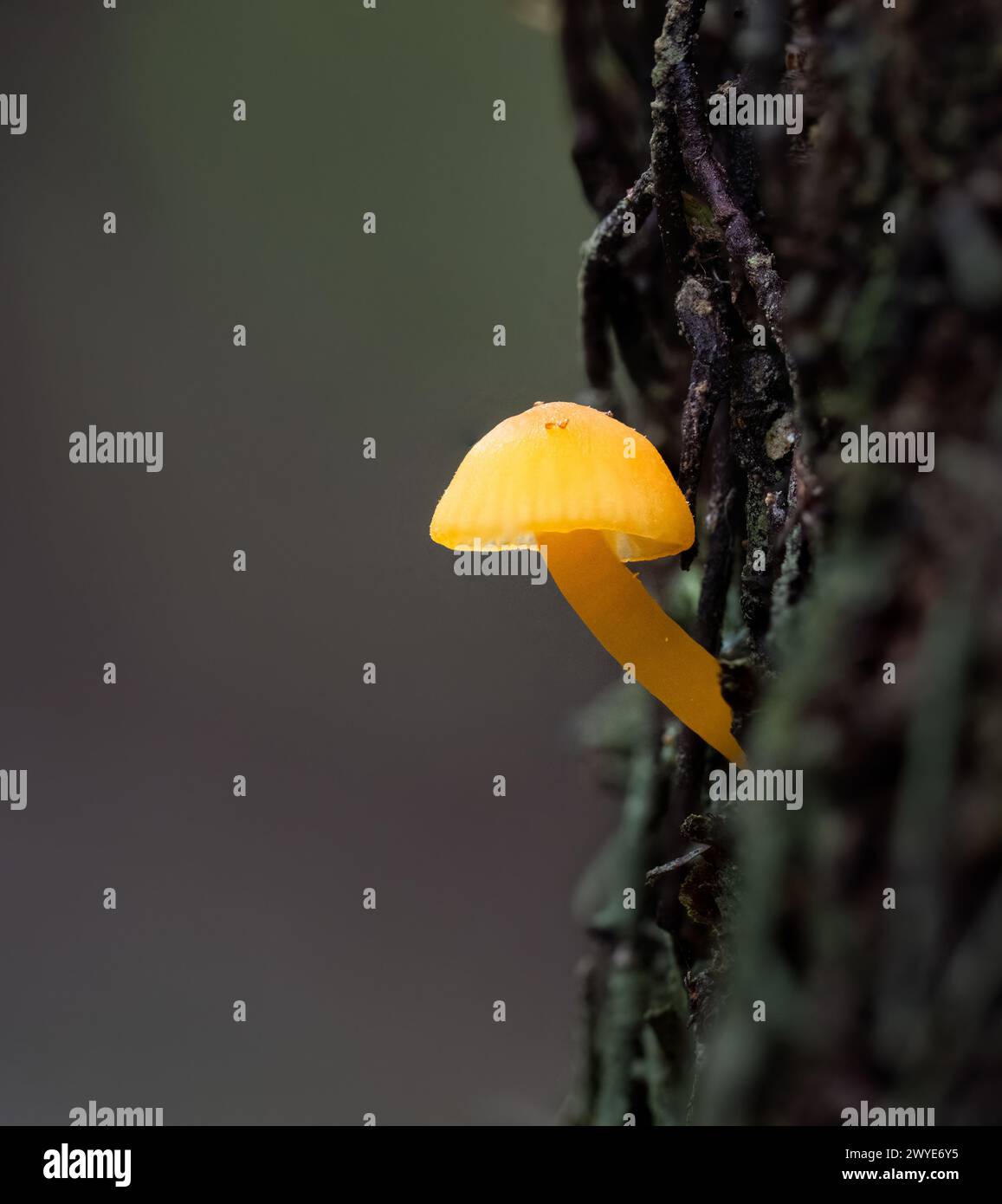 Wild bright yellow fungus growing on tree trunk. Vertical format Stock ...
