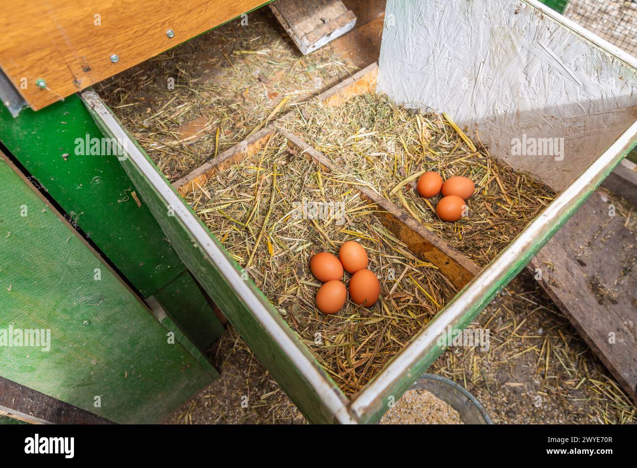 Organic raw chicken eggs in a nest at chicken coop, local farm ...
