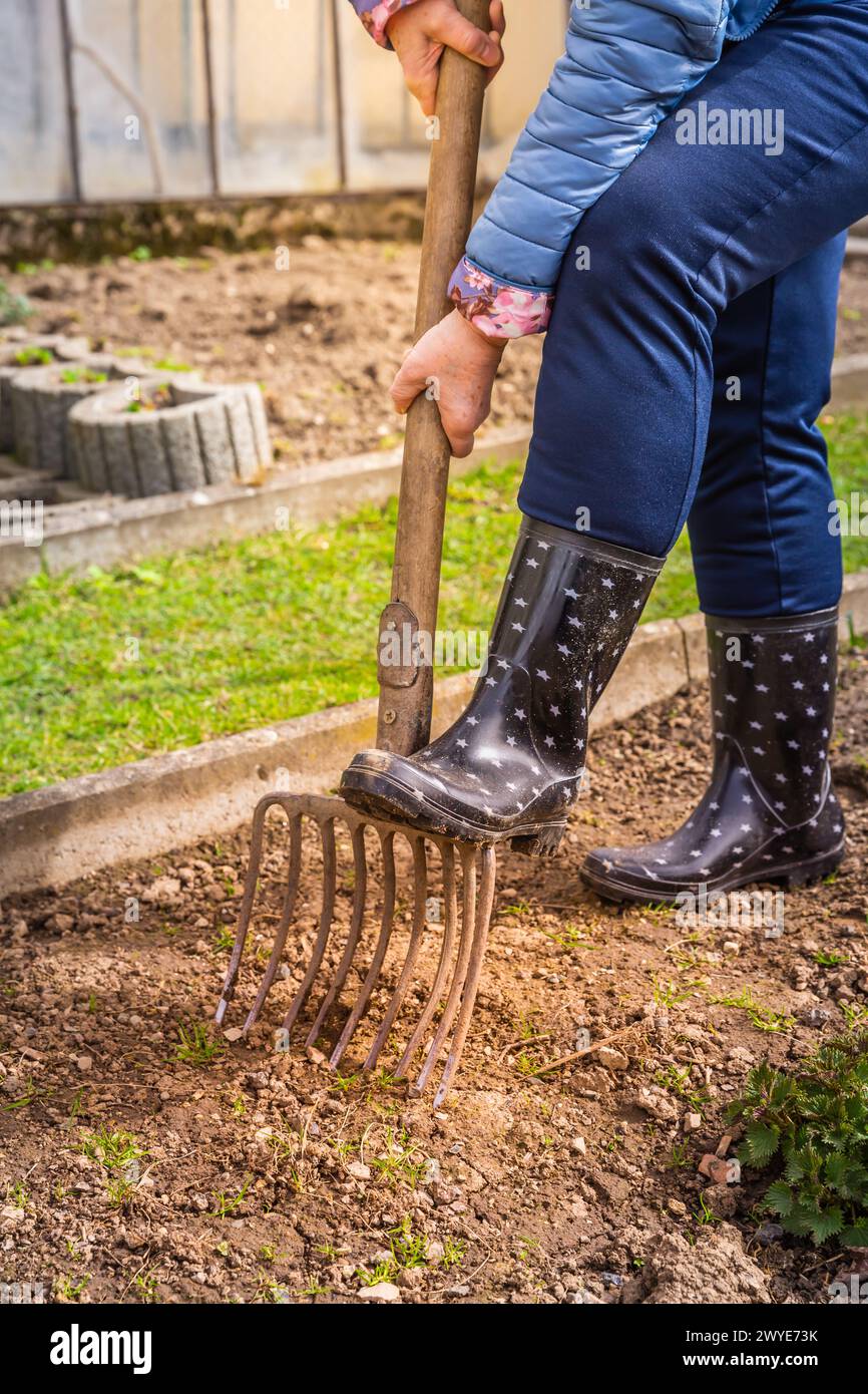 Elderly gardener digging soil with a garden fork to cultivate soil ...