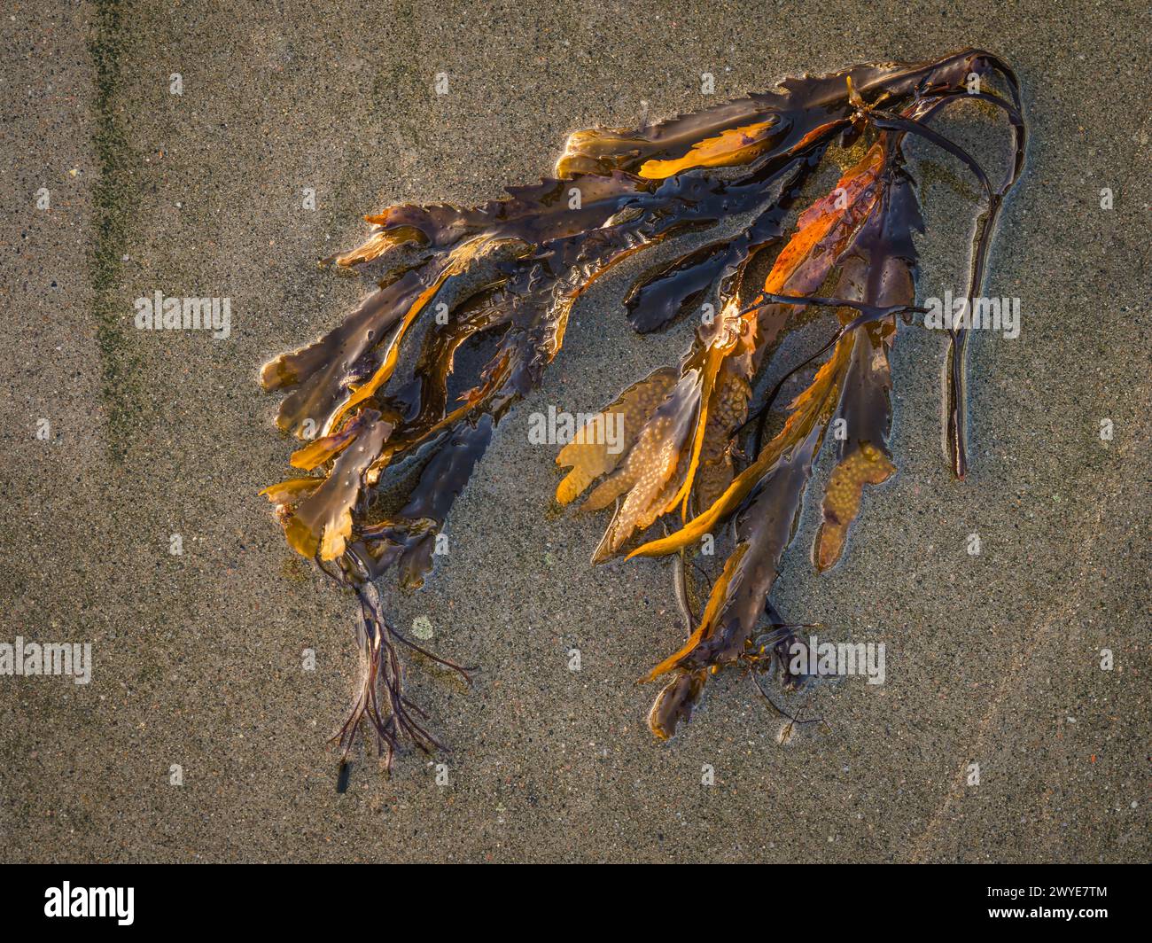 A bundle of seaweed lies on a sandy beach in Sweden, its colors ranging ...
