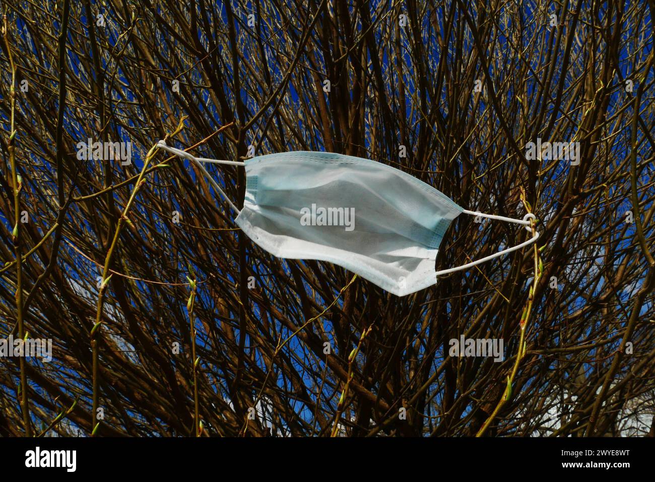 Blue medical mask hanging on the branches of a bush. blue surgical mask ...