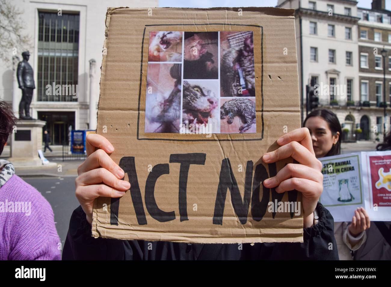 News animals kittens hi-res stock photography and images - Alamy