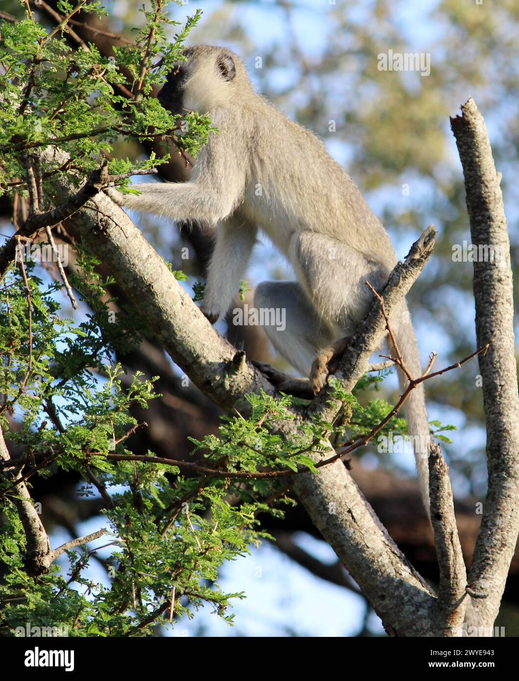 Female Vervet monkey (Chlorocebus pygerythrus) on a tree : (pix Sanjiv ...