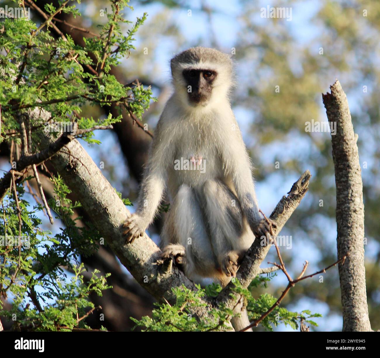 Female Vervet monkey (Chlorocebus pygerythrus) on a tree : (pix Sanjiv ...