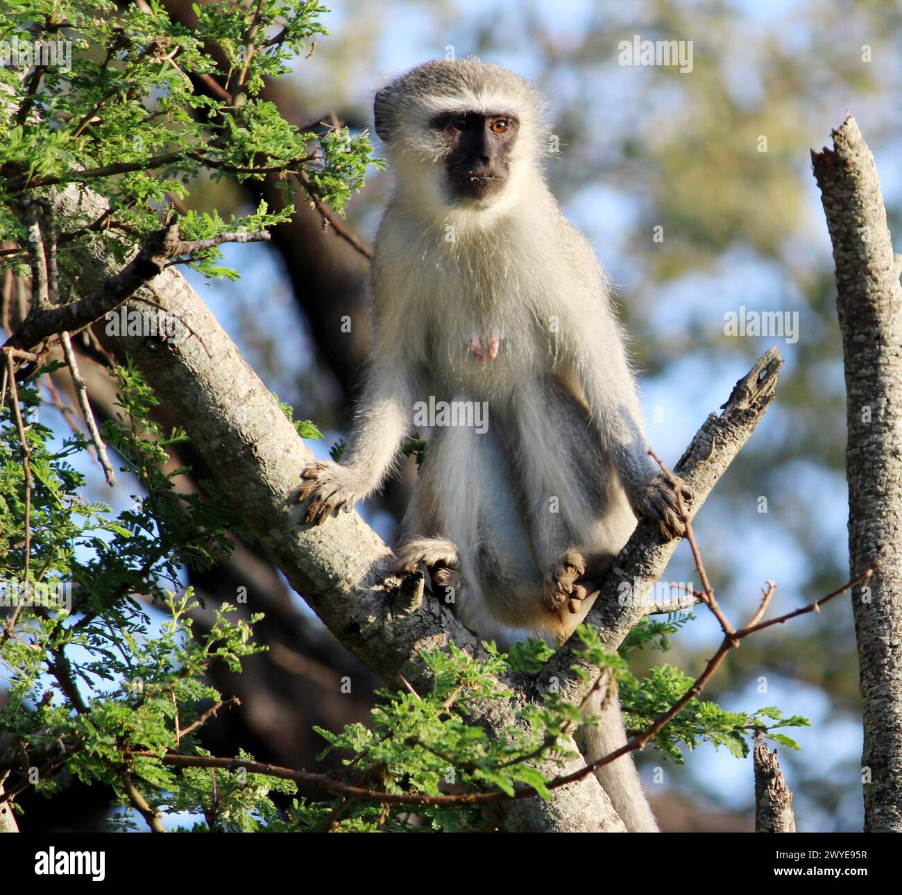 Female Vervet monkey (Chlorocebus pygerythrus) on a tree : (pix Sanjiv ...