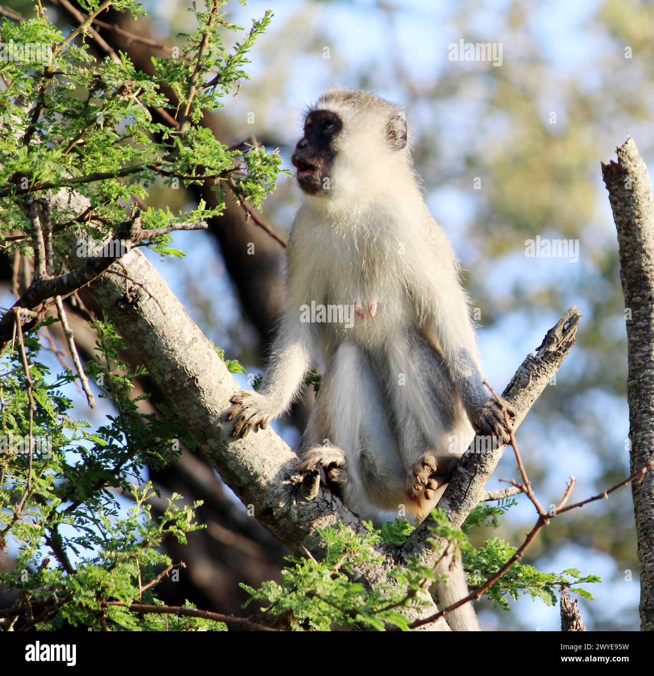 Female Vervet monkey (Chlorocebus pygerythrus) on a tree : (pix Sanjiv ...