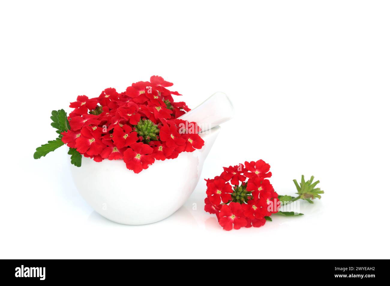 Red verbena herb flowers used alternative herbal medicine as a sedative ...