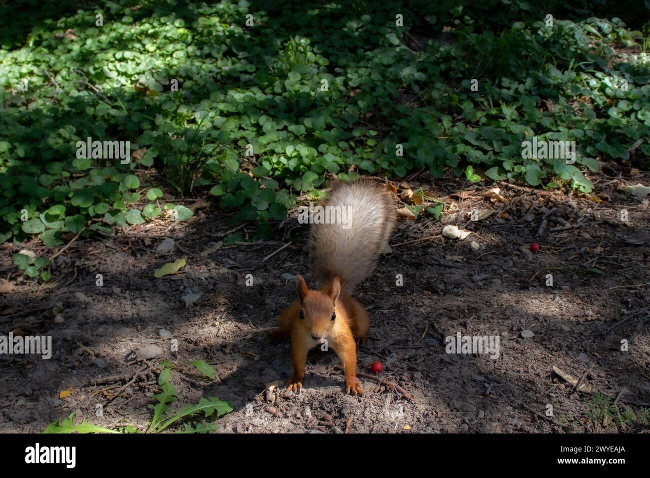Squirrel autumn tree sunset hi-res stock photography and images - Alamy