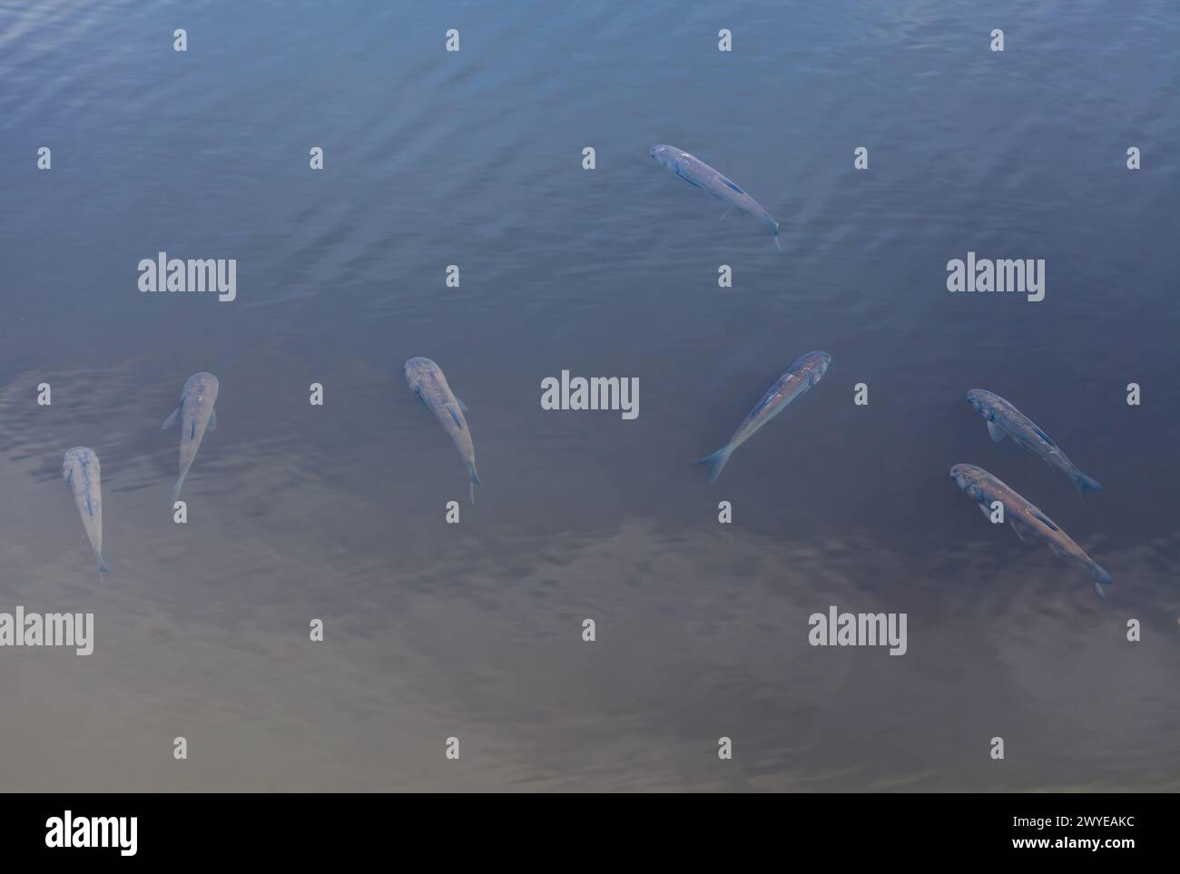 Micro underwater river life hi-res stock photography and images - Alamy