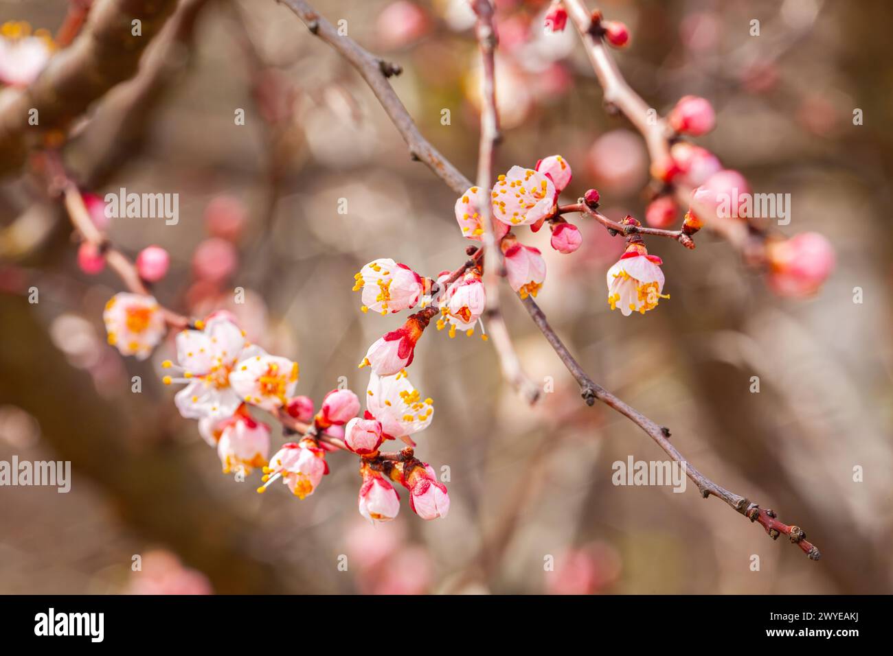Apricot blossoms on branch macro in spring. Organic agriculture fruit ...