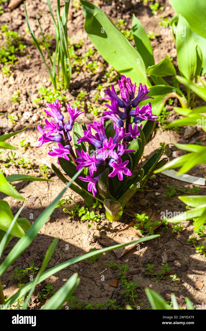 Hyacinthus orientalis in garden, common hyacinth in spring. Magenta flowers, floral pattern ...
