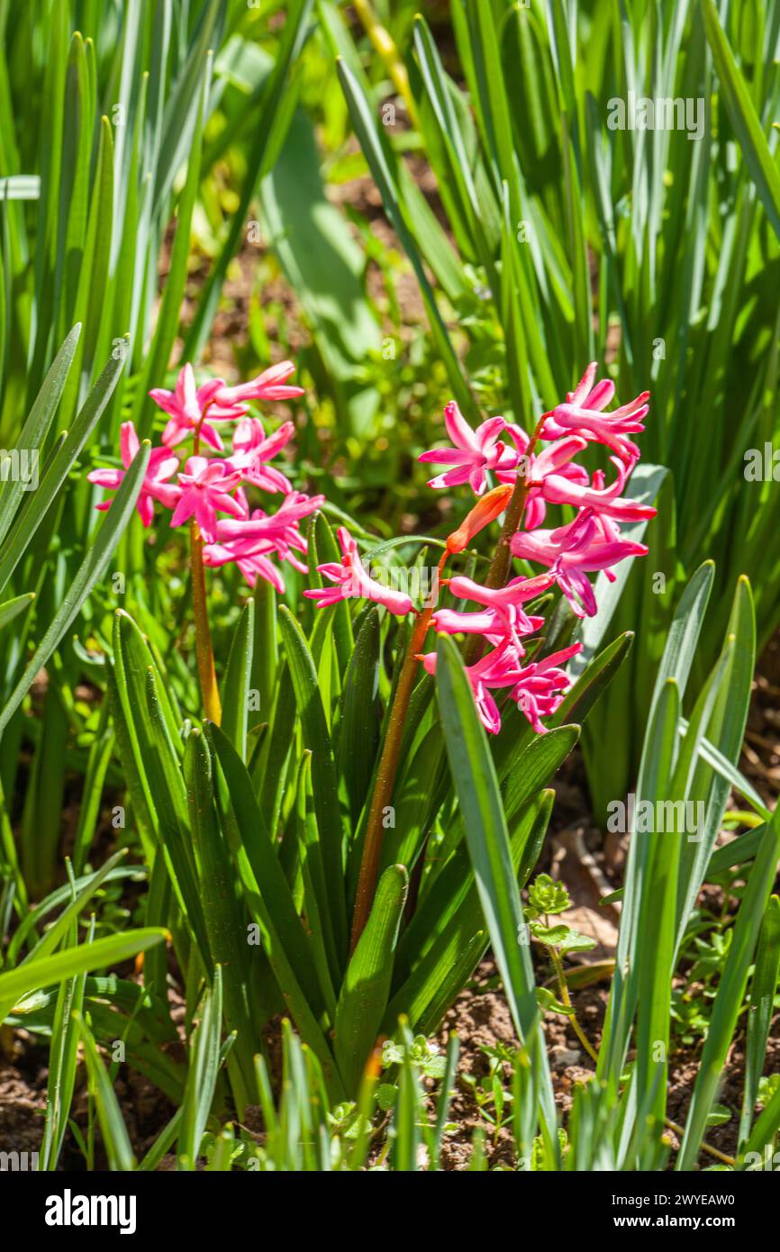 Hyacinth FondantPink frosting, Hyacinthus orientalis - common, Dutch or ...