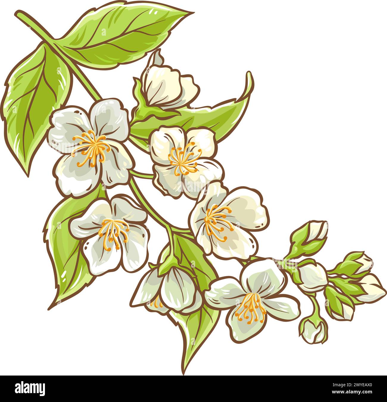 Jasmine Branch Colored Detailed Illustration Stock Vector Image & Art ...
