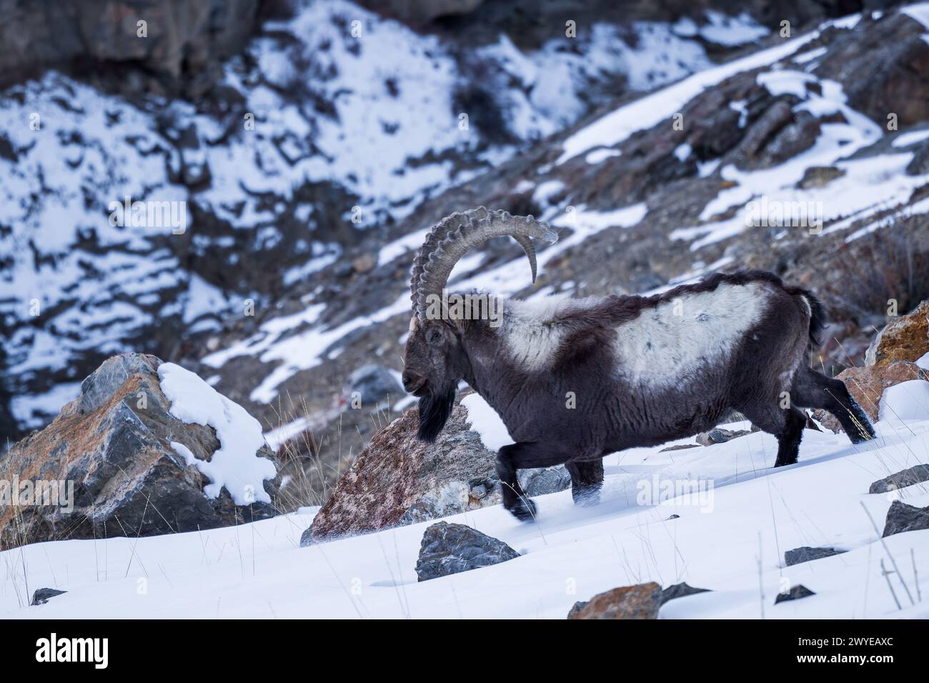 Black and white ibex goat hi-res stock photography and images - Alamy