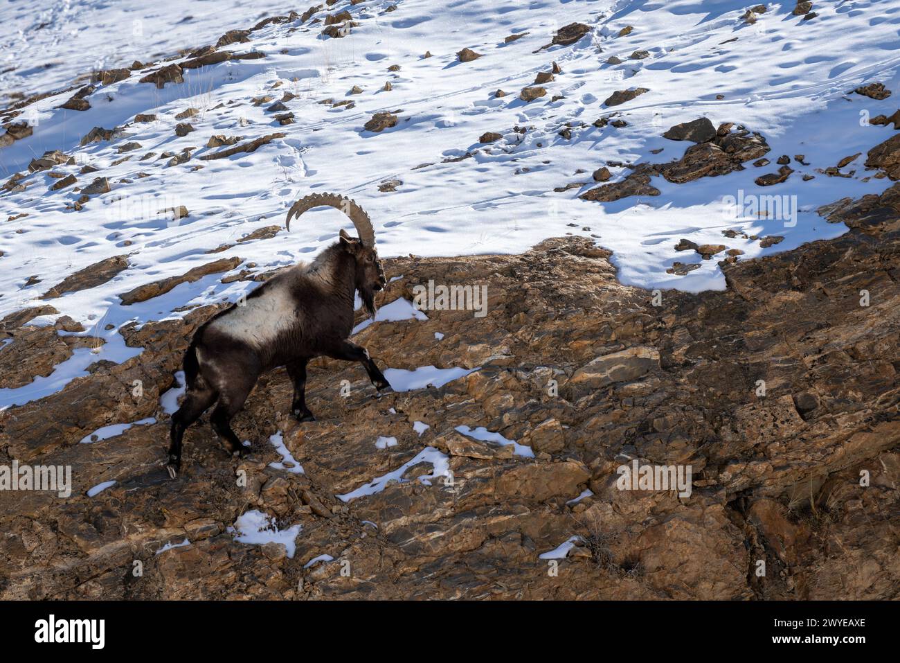 Himalayan Ibex - Capra sibirica sakeen, beautiful asian goat from ...