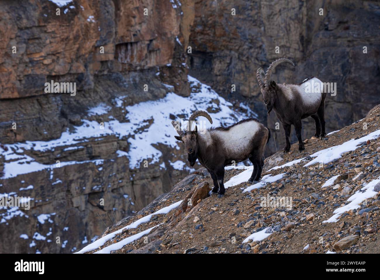Black and white ibex goat hi-res stock photography and images - Alamy