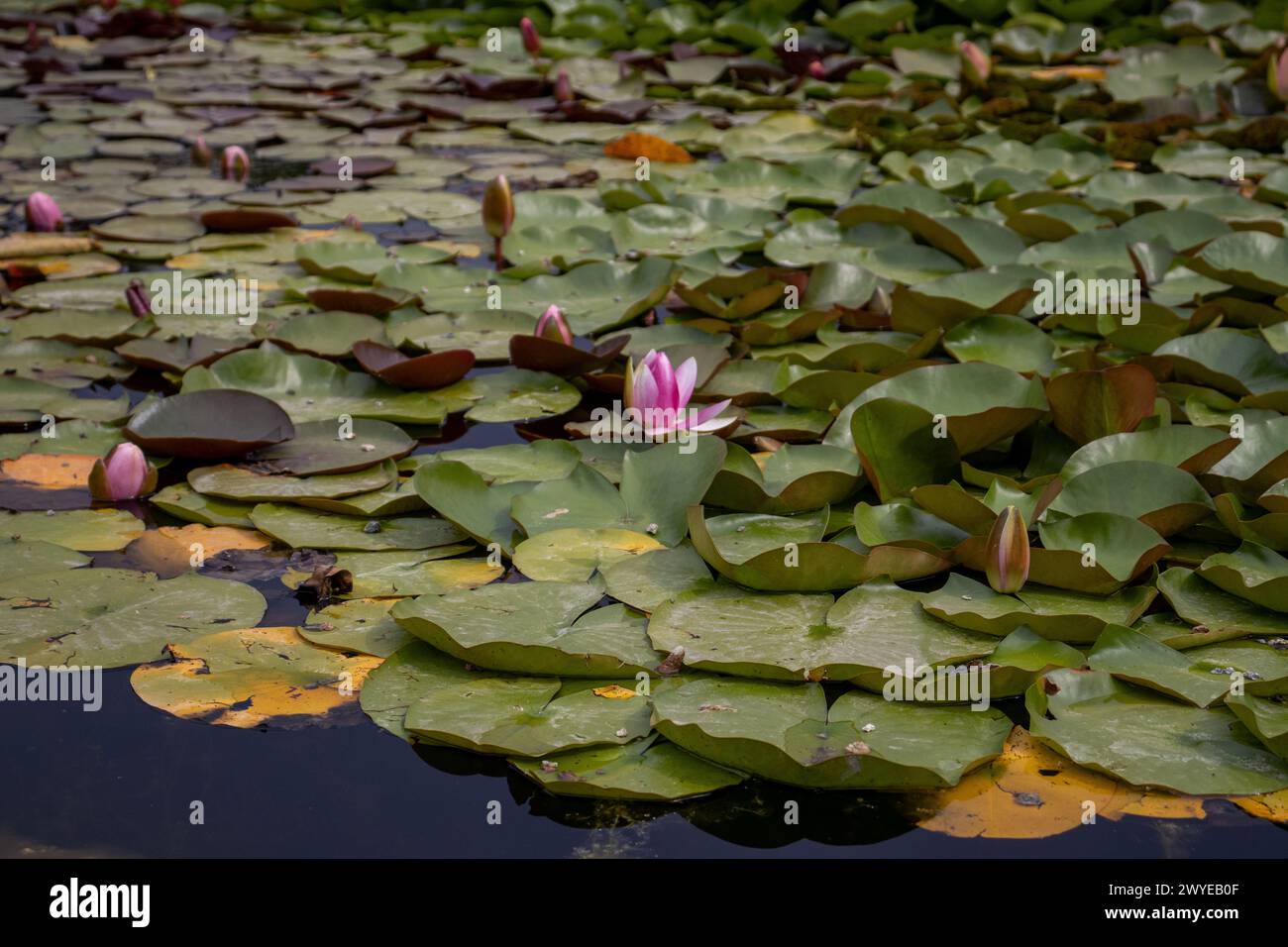 A pond with aquatic plants like lotus and lily pads Stock Photo - Alamy
